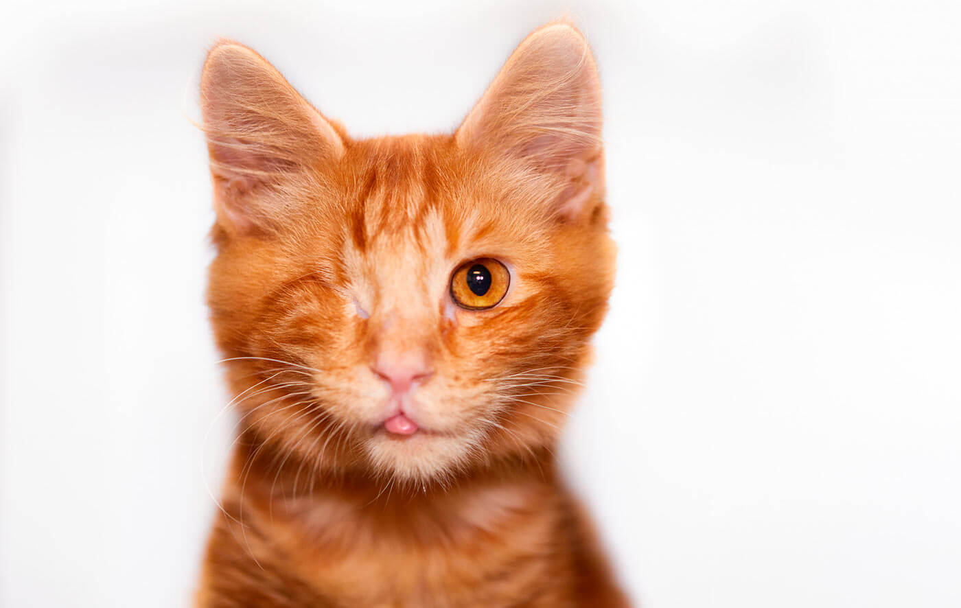 How to Care for a One-Eyed Cat | Pets boon